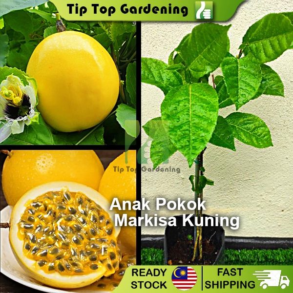 Anak Pokok Markisa Kuning Pokok Buah Hidup Golden Yellow Passion Fruit Tree Real Live Plant ...