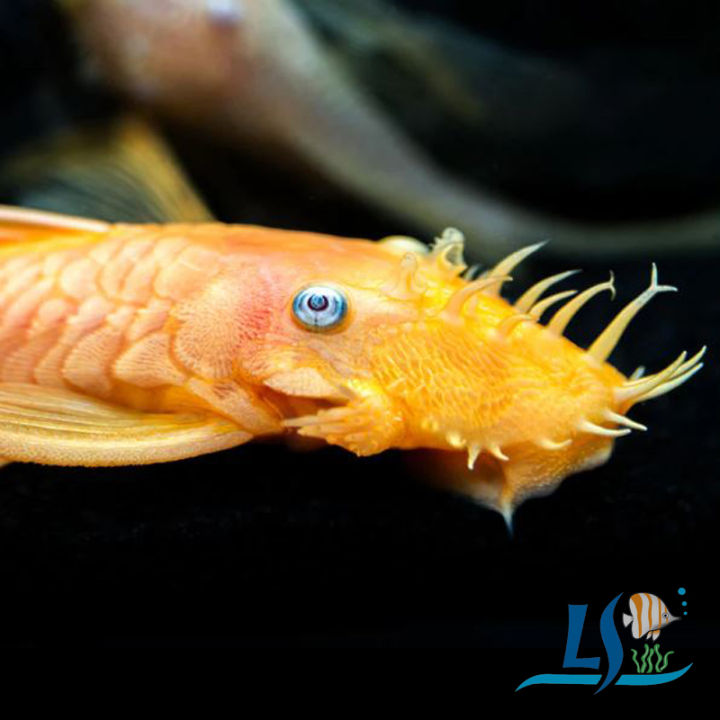 L144 Blue Eye Lemon Bristlenose Pleco (Ancistrus sp.) / Long Fin Blue Eye L144 Bristlenose ...