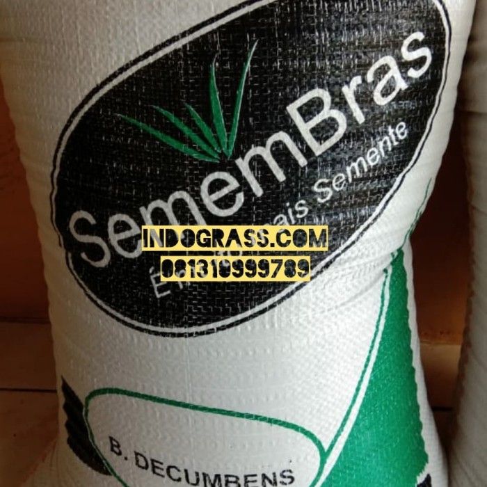 PROMO - BENIH BIJI RUMPUT SIGNAL GRASS PAKAN TERNAK DAN AREA ...