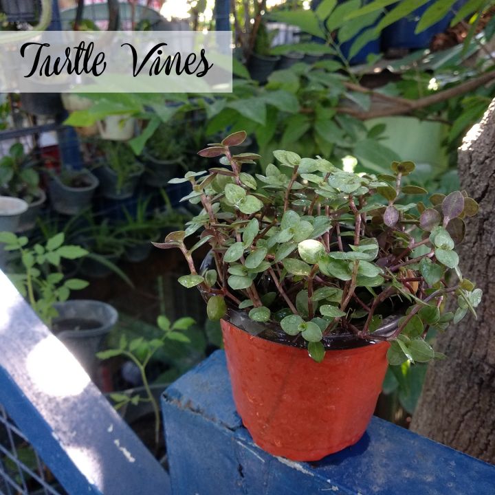 Turtle Vines/Creeping Inch [Decoration] | Lazada PH