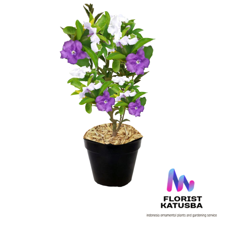 tanaman outdour berbunga tanaman melati costa | Lazada Indonesia