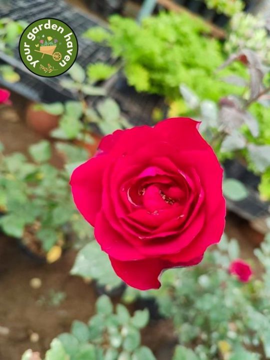 American Red Rose with FREE garden soil, plastic pot and marble chip ...