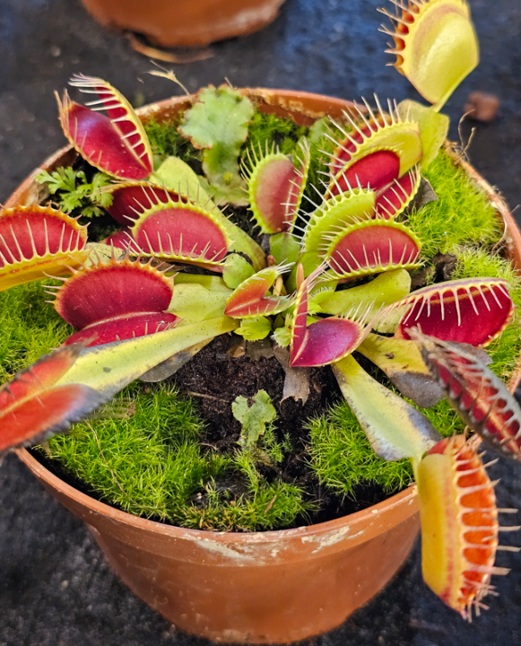 Dionaea Venus Flytrap Carnivorous House Home Potted Plant Gardening ...