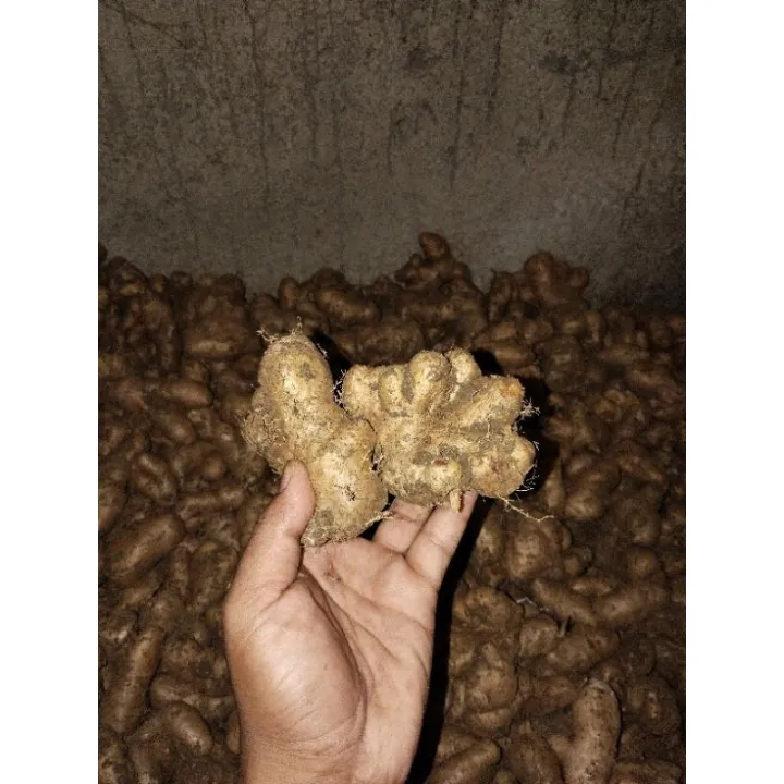 ubi gembili fresh 1 kg - makanan tradisional | Lazada Indonesia