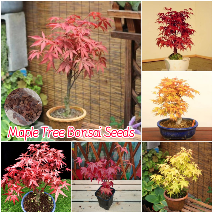 35pcs Maple tree seeds for sale Rare Japanese Maple Seed Acer palmatum ...