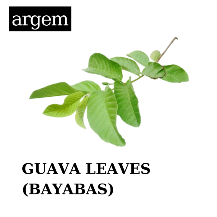 Organic Guava Tree Leaves o Dahon ng Bayabas Fresh and Air Dried ...