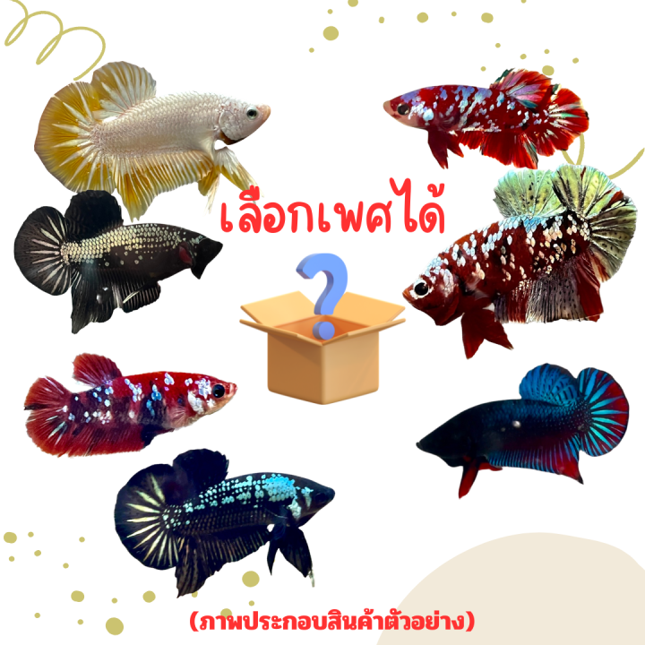 Bettaแฟนซี ♥️🌌 ลุ้น1 หน่วยสุดคุ้ม สั่ง2แถม1 😎 (เลือกเพศได้ ) คัดดีๆ สวย ...