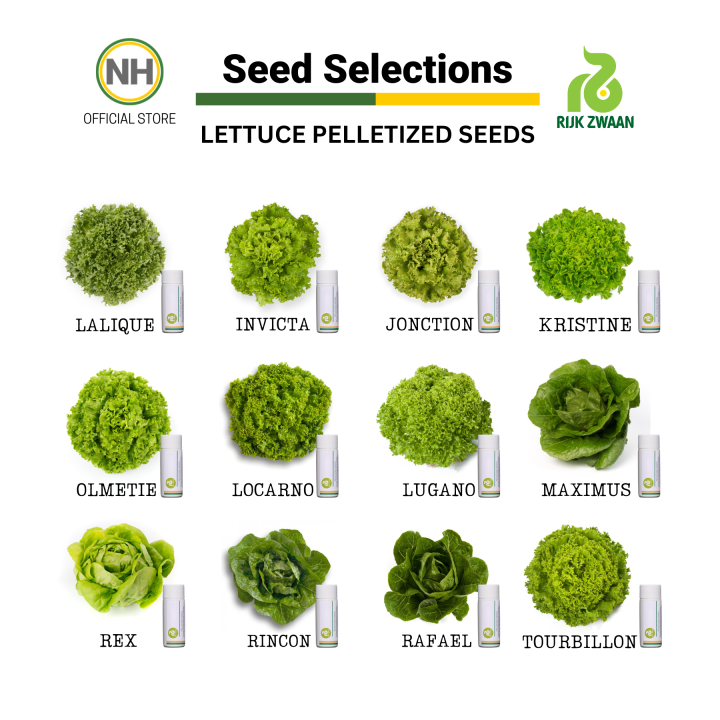 Rijk Zwaan Lettuce Pelletized 100 & 1000 Seeds | Nutrihydro | Lazada PH
