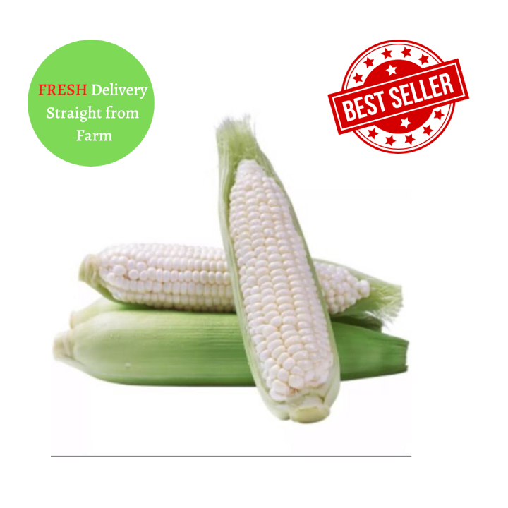 White Sweet Corn (Jagung Susu) Cameron Highlands 6PCs Premium Grade ...