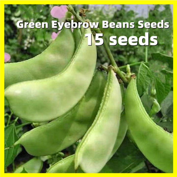 Green Eyebrow Beans Seeds - 青眉豆种子 15 Seeds Heirloom Hyacinth Bataw ...