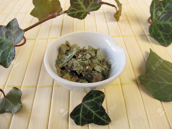 common English ivy dried Labilab tea Aivi ஐவி (hedera helix L.) 常春藤 ...