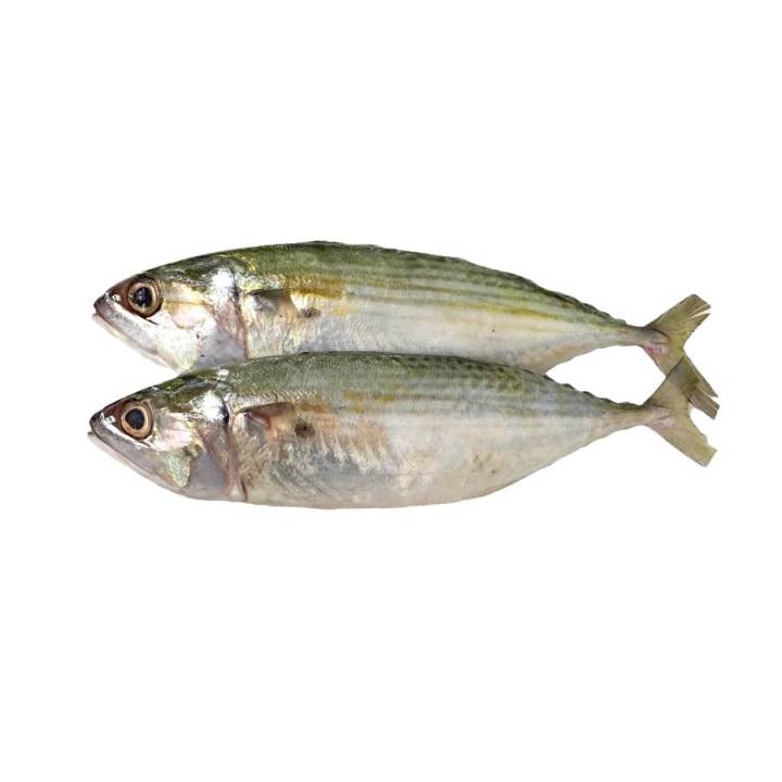 Frozen Alumahan "Indian Mackerel" Cleaned 2pcs (400-500g) | Lazada PH