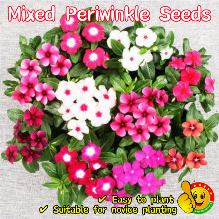 100% Original Mixed Colors Periwinkle Seeds (Fresh 100pcs Seeds ...