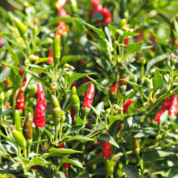 [TO KLANG VALLEY ONLY] Cili Kecil / Bird's Eye Chili (Capsicum annuum ...