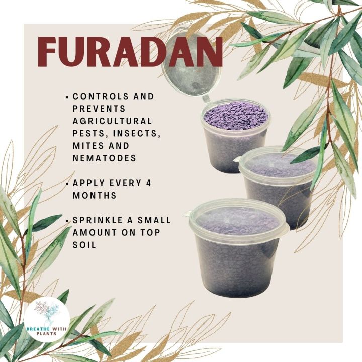 Furadan 3G BWP Insecticide / Nematocide | Lazada PH