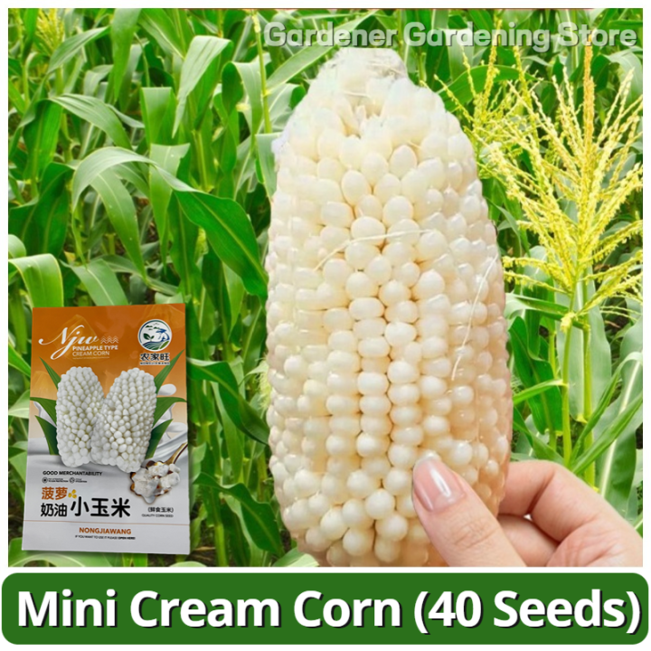 High Yield Mini Cream Corn Seeds (40 Seed) White Mini Fruit Corn Seeds ...