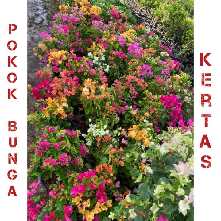 Pokok Bunga Kertas / thai / pokok bunga kertas murah | Lazada