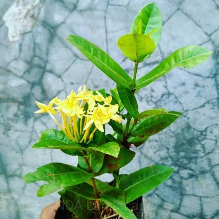 tanaman hias asoka bunga kuning / tanaman hias hidup bunga asoka kuning ...