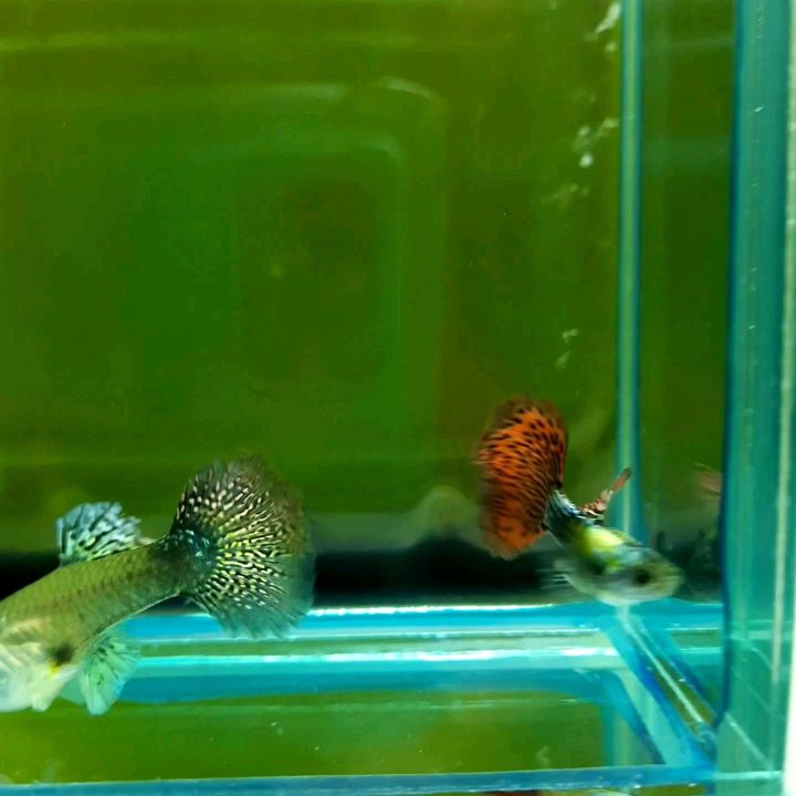Red Dragon Dumbo Guppy Pair (Thailand) Grade A | Lazada