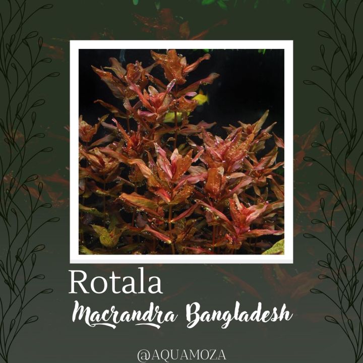 rotala macrandra bangladesh ( tanaman aquascape ) | Lazada Indonesia