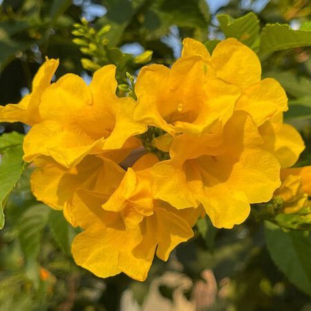 20 เมล็ด เมล็ดพันธุ์ ทองอุไร ต้นไม้มงคล ช่วยให้ผู้ปลูกร่ำรวยเงิน Yellow ...