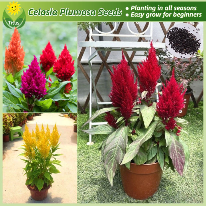 100% Legit Fresh Celosia Plumosa Seeds Cockscomb Flower Seeds for ...