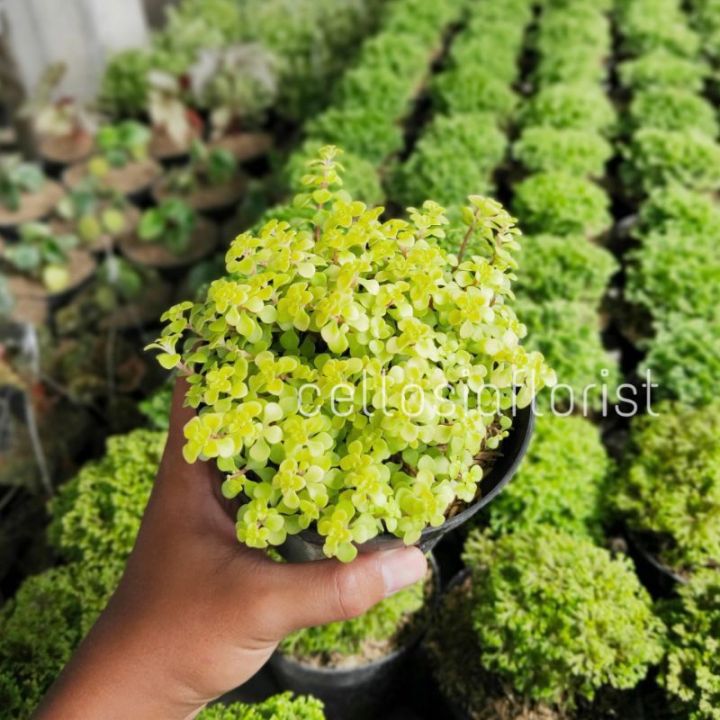 Tanaman Hias Baby Tears / Mutiara Kuning | Lazada Indonesia