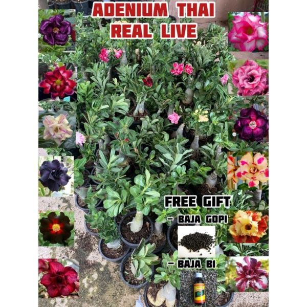 ADENIUM THAI REAL LIVE PLANT MULTI LAYER ( POKOK BUNGA KEMBOJA THAI ...