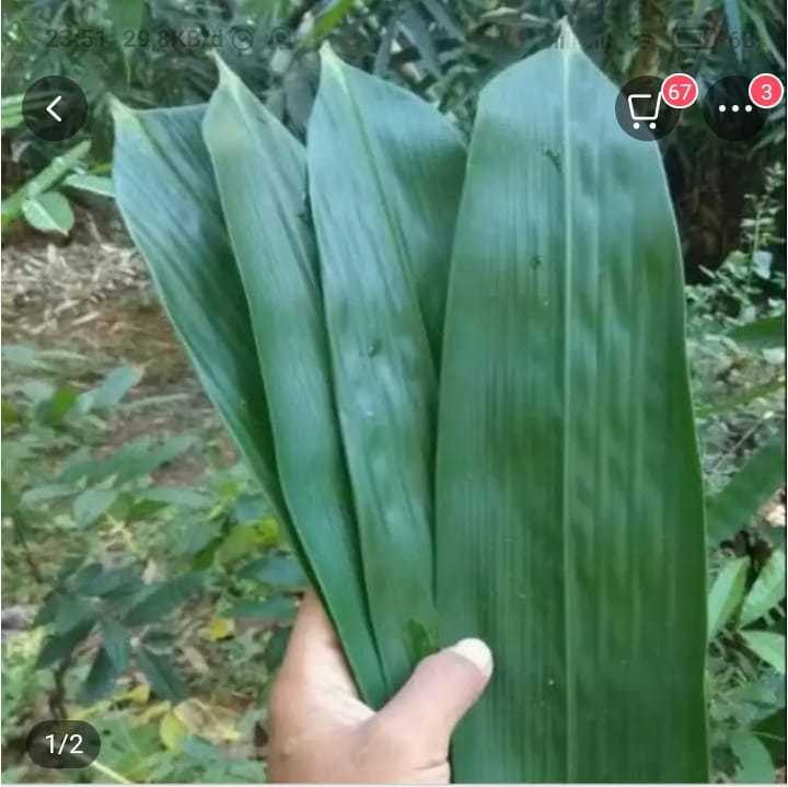 DAUN BAMBU JUMBO BUNGKUS BACANG 50 LEMBAR | Lazada Indonesia