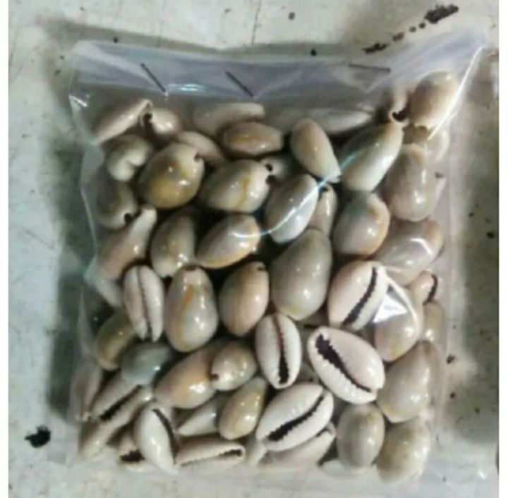 Biji congklak asli dari kerang 100 pcs kuwukcongklak original asli dari ...