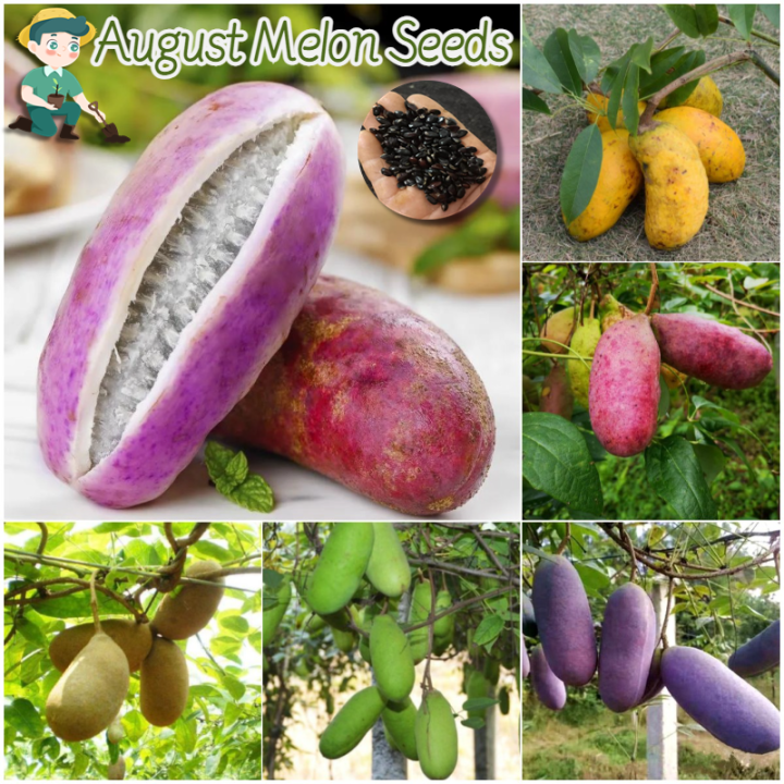 [Easy to grow in Malaysia] Fresh August Melon Seeds for Planting Fruit Plants (50pcs) 八月瓜 八月炸 种子 ...