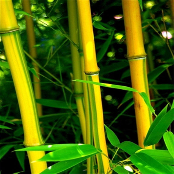 Seeds Potted Planting of Moso Bamboo and Green Bamboo on Balcony ...