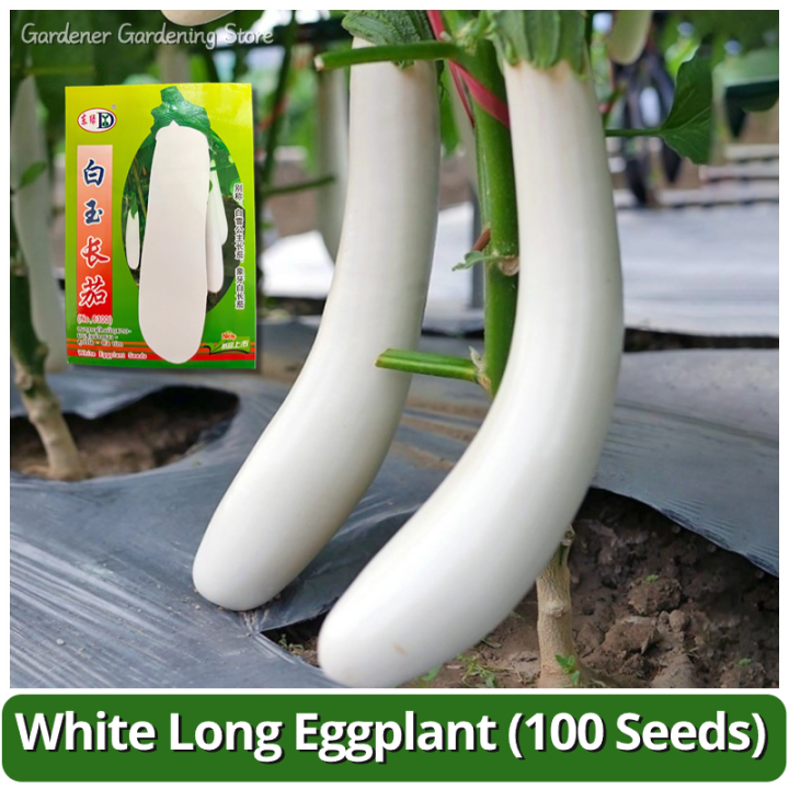 High Yield Rare Pure White Long Eggplant Seeds Vegetable Seeds for Pot ...