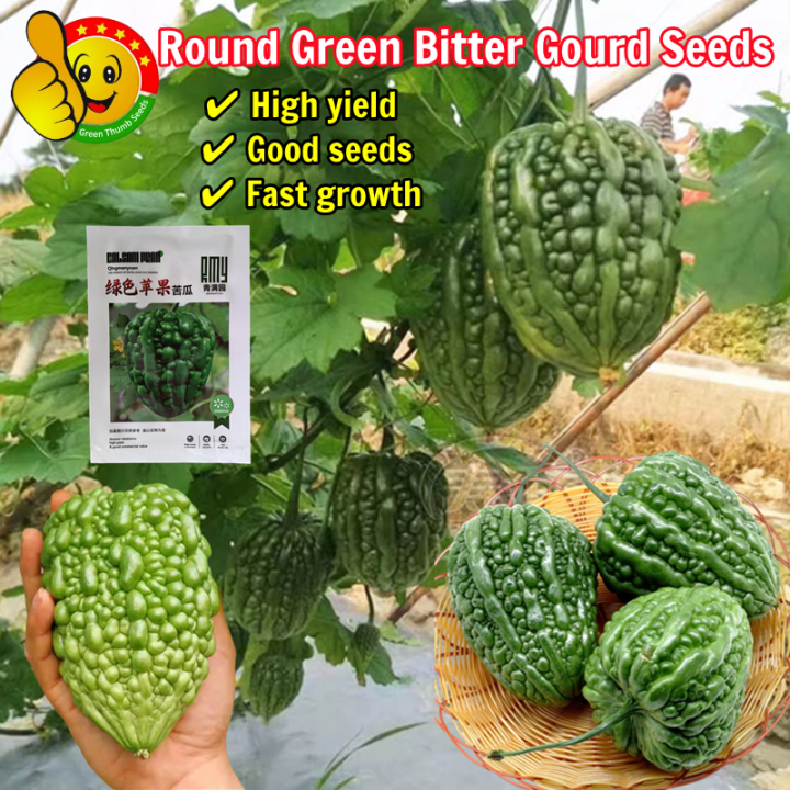 High Yield 5pcs Seeds Round Green Bitter Gourd Seeds for Planting ...