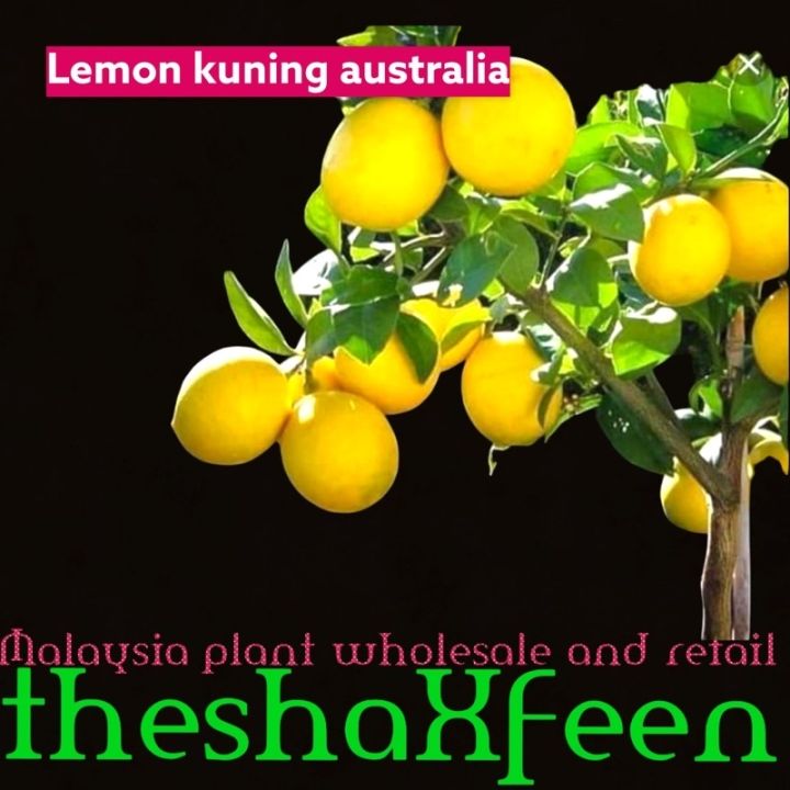 Pokok lemon australia theshaxfeen | Lazada