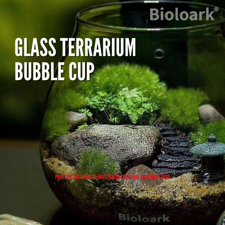 BIOLOARK Glass Bubble Cup (Micro Terrarium) | Lazada