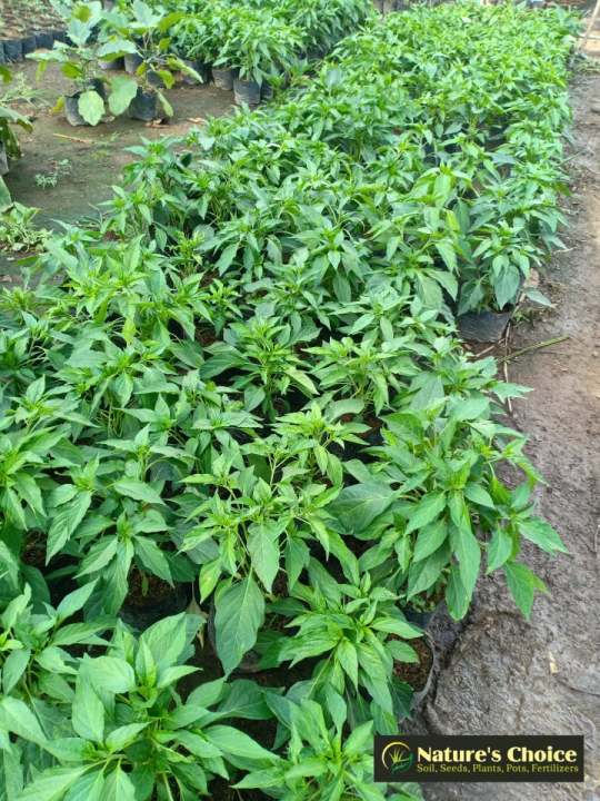 Siling Labuyo with FREE garden soil and marble chip pebbles | Lazada PH