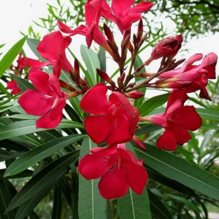 Potted green seedlings of oleander seedlings in the courtyard potted ...