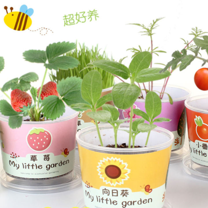 (SG) Mini DIY Plant Kit - My Little Garden Series - For Kids - Science ...