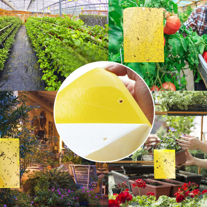 20 Pack Two Side Sticker Insect Board Double Sided Bug Sticker Adhesive ...