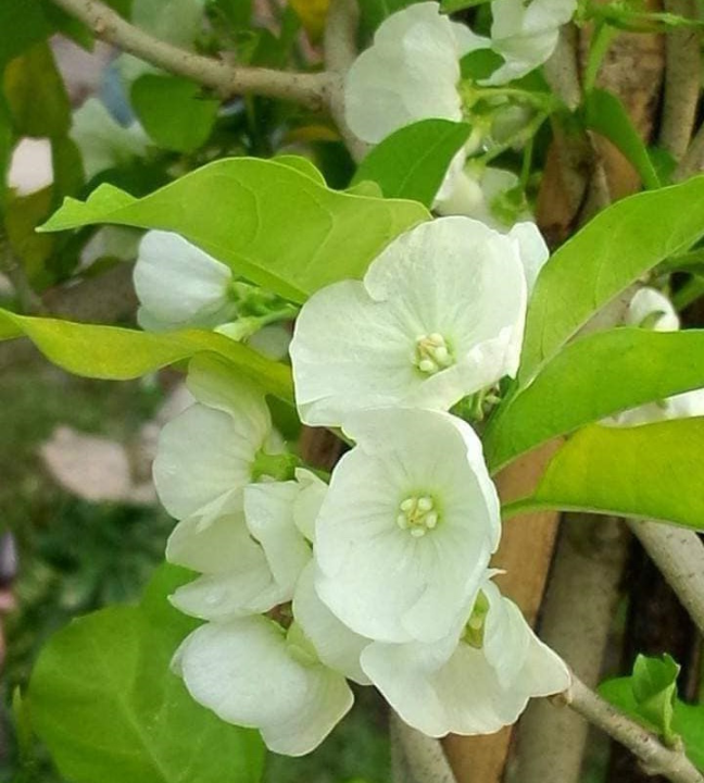 NO COD Anak Pokok Bunga Kesidang Jumbo/Thai aka Vallaris Solanacea | Lazada