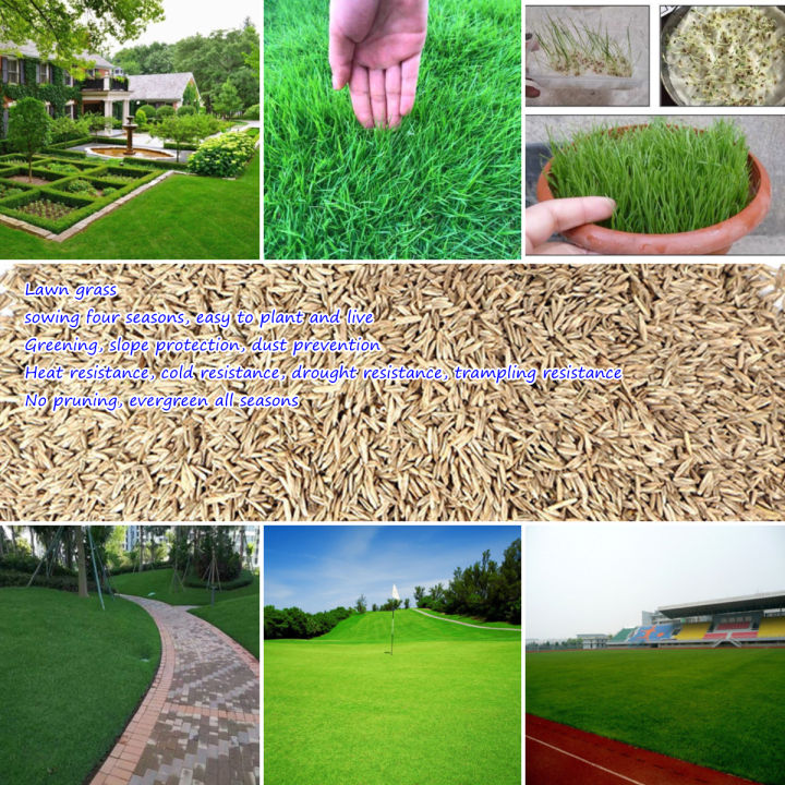 Malaysia Ready Stock Green Grass Seed 200PCS Golf Course Lawn Seeds ...