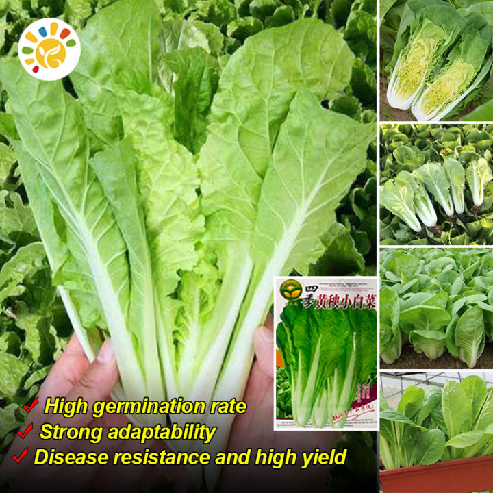 ผักกาดขาวน้อย ขาวนวล เมล็ดพันธุ์ White Stem Pechay Seeds Rapid 30 Days ...