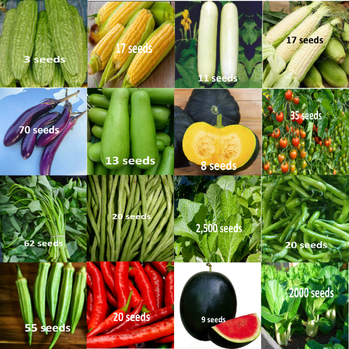 Php25 seed pack - patola ampalaya mais pipino talong upo kalabasa ...
