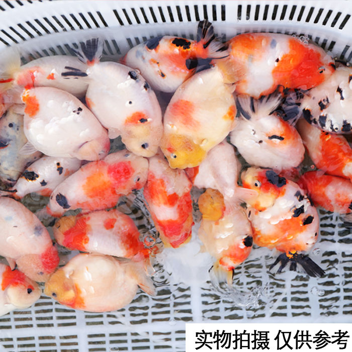 Goldfish Living Ornamental Fish Small Goldfish Lanshou Taishi Pearl ...