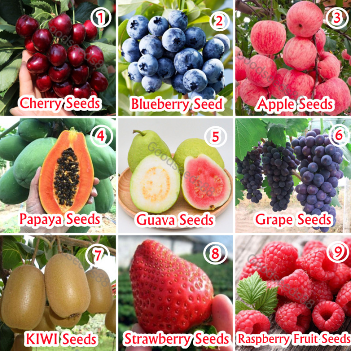 [Sale Fruit Tree Seeds] 9 Kinds of Fruits Seeds for Planting Bonsai ...