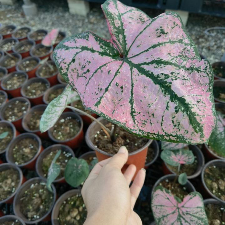 Caladium USA Pokok Hidup Keladi/Pink Splash/Moonlight.Miss Muffet | Lazada