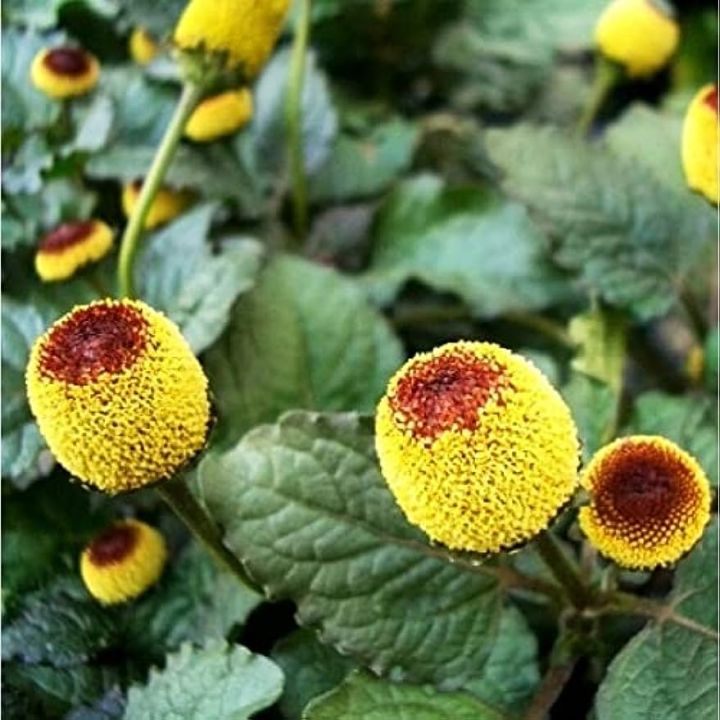 Paracress - Electric Daisy - Toothache Plant - Acmella oleracea seeds ...