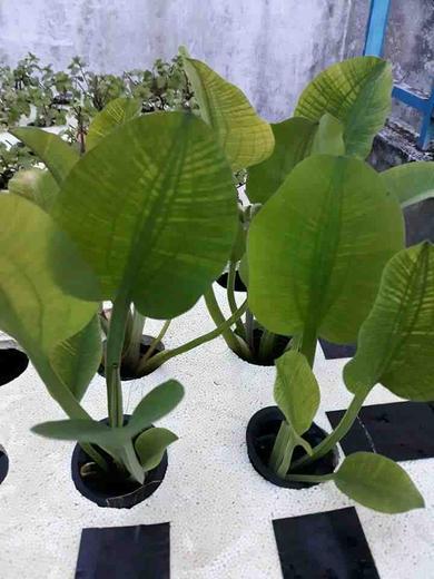 Bibit Tanaman Genjer Sayur Hidup 2 Tanaman Genjer Murah Tanaman Hidup ...