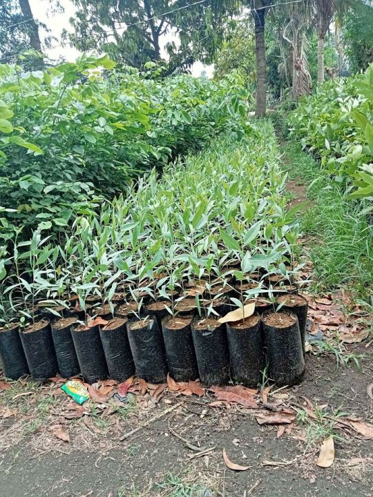 EUCALYPTUS / BAGRAS RAINDOW seedlings | Lazada PH